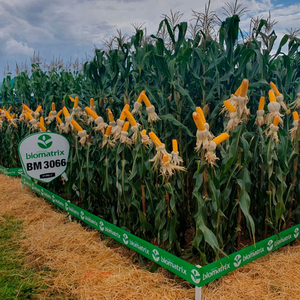Semente de Milho Híbrido Biomatrix BM 3066 Pro 3 Poncho + Dermacor - 60 ...