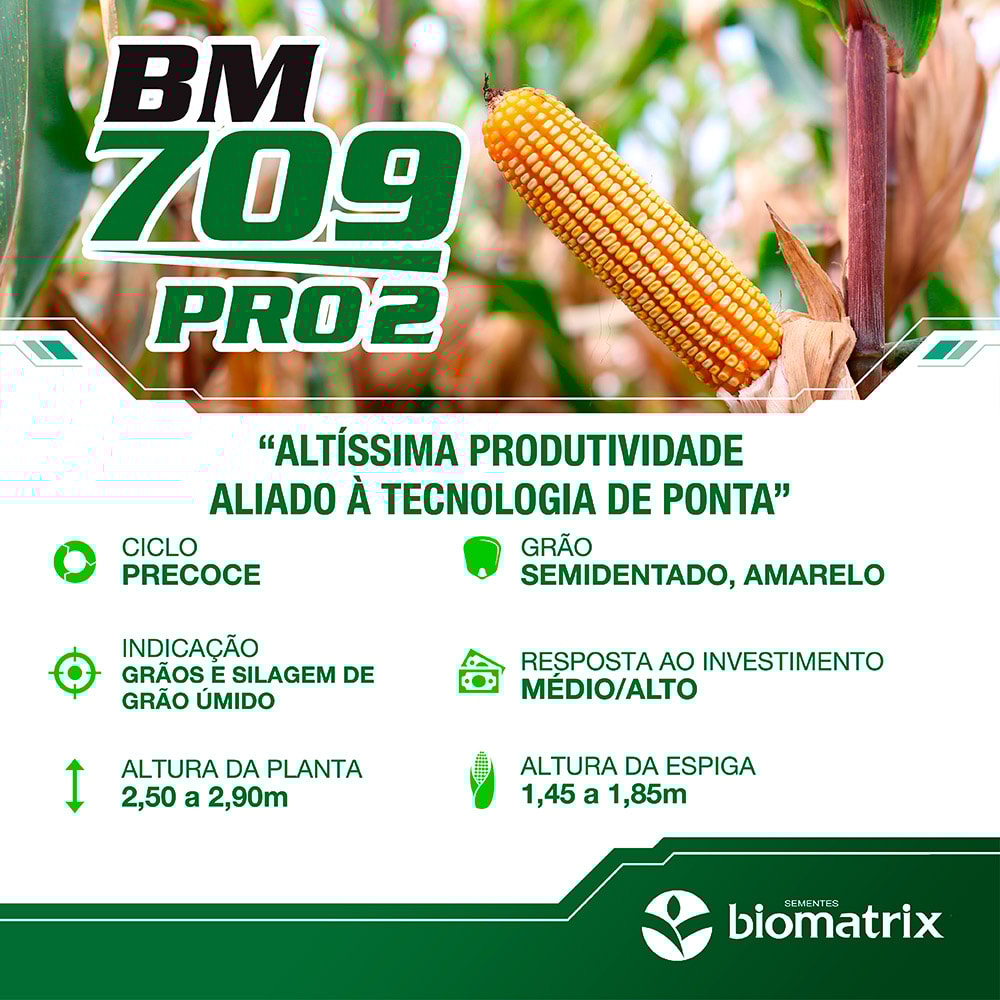 Semente de Milho Híbrido Biomatrix BM 709 Pro 2 - 60 mil Sementes Com o ...